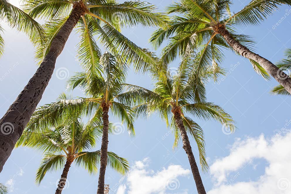 Hawaiian Palm Trees stock image. Image of hawaiian, hawaii - 94268103