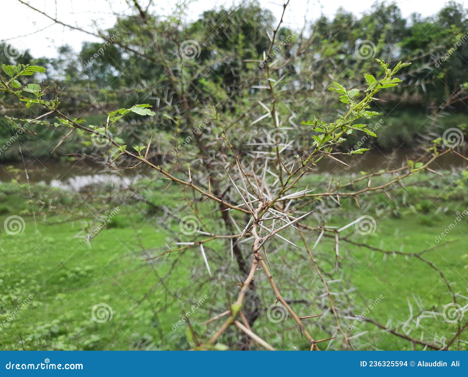 Palm Trees, Sugar Palm Tree, Asian Palmyra Palm Tree India. Stock Photo ...