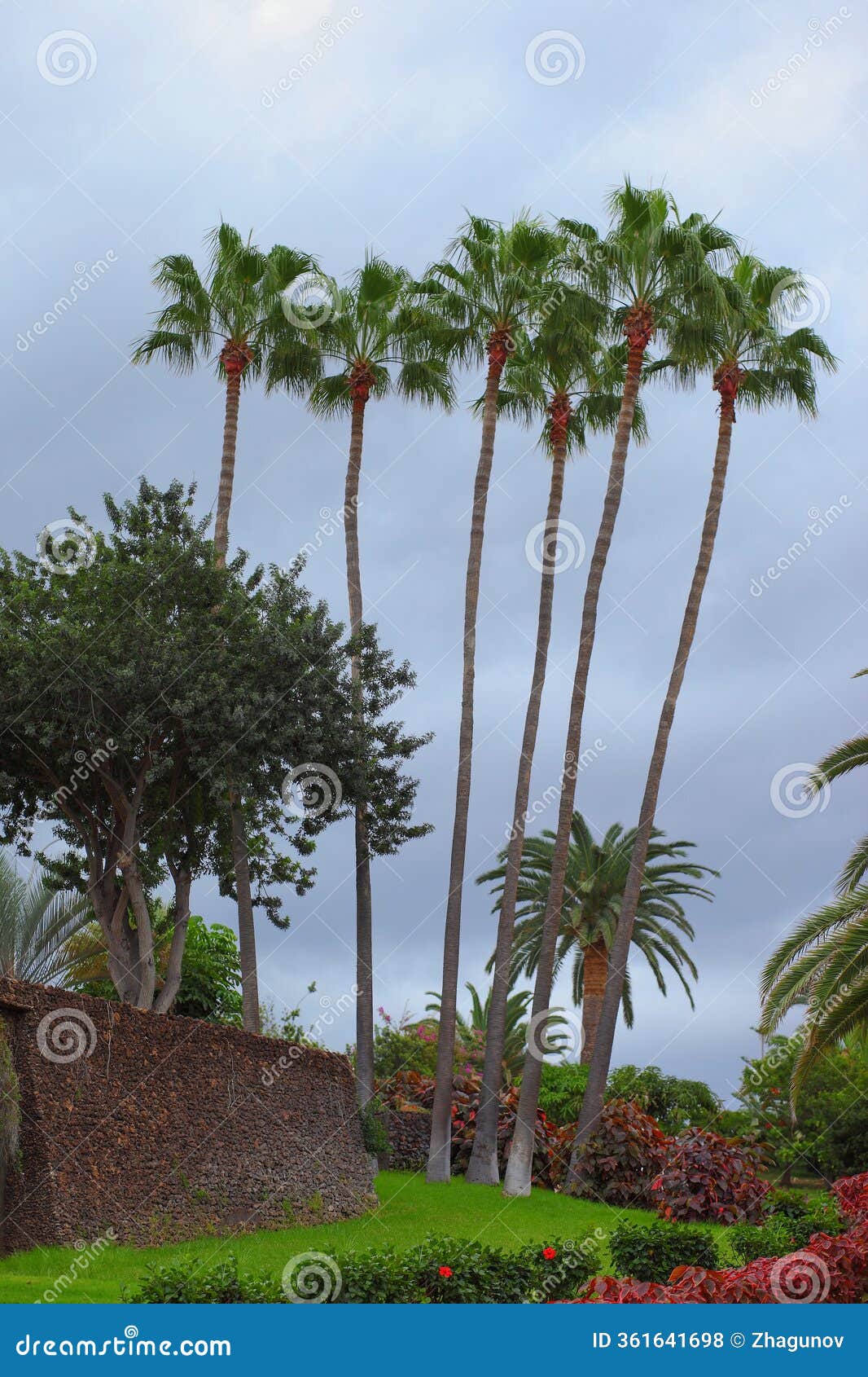 Palm trees summer holiday stock photo. Image of travel - 361641698
