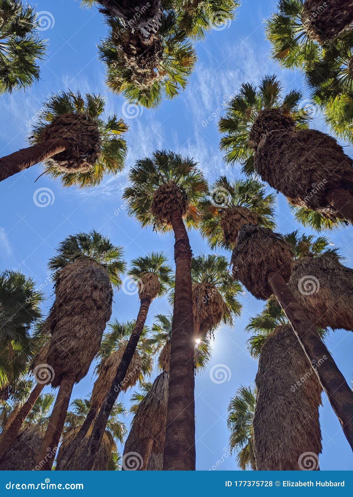 Palm trees in the sun stock photo. Image of palm, california - 177375728