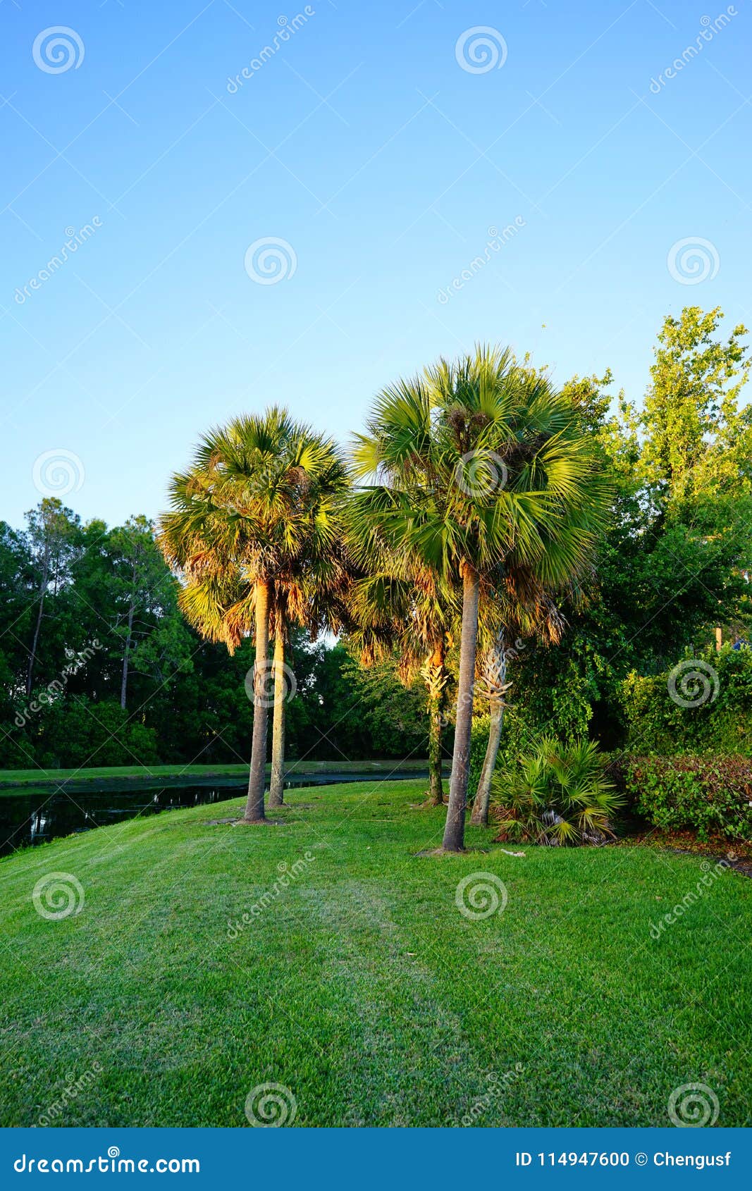 Palm tree at sun set stock photo. Image of palms, lush - 114947600