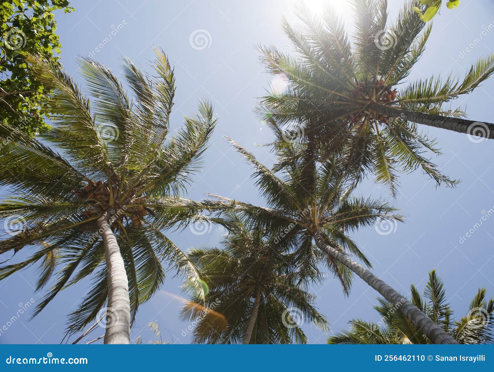 Palm trees and sunny sky stock photo. Image of trees - 256462110