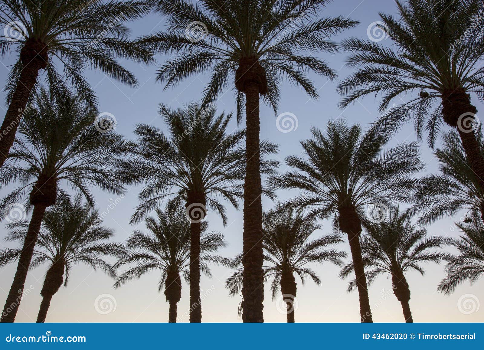 Palm Trees at Sunset stock photo. Image of outdoors, colorful - 43462020