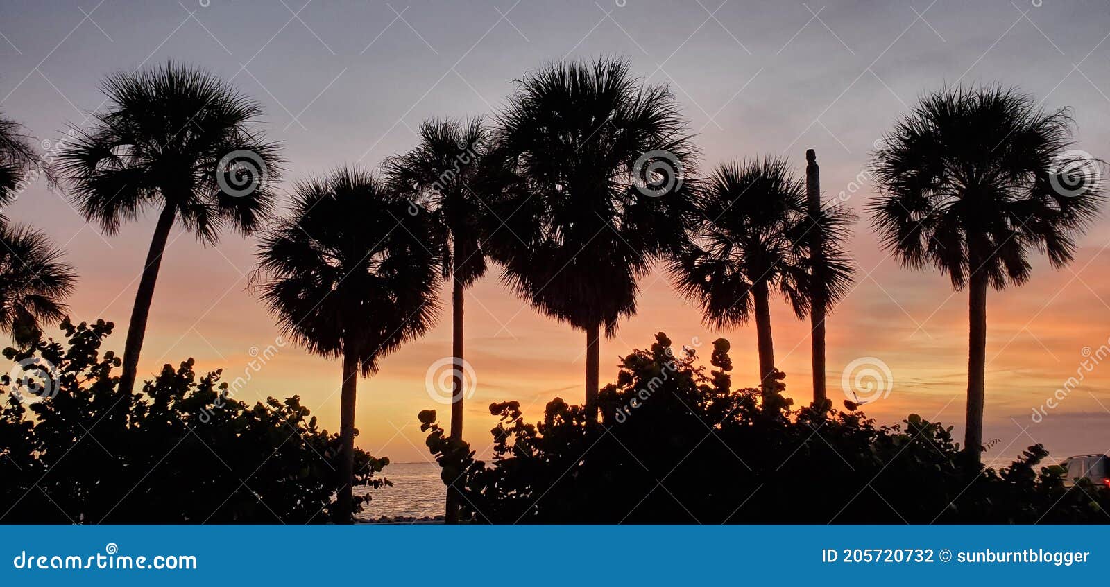Palm Trees in the Sunset at the Beach, Florida Stock Photo - Image of ...