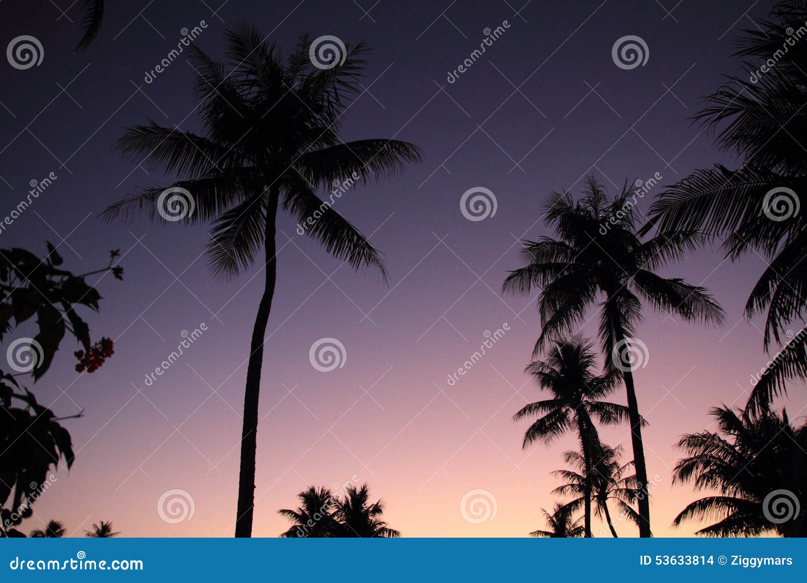 Palm Trees at Sunset in Guam Stock Photo - Image of region, micronesia ...