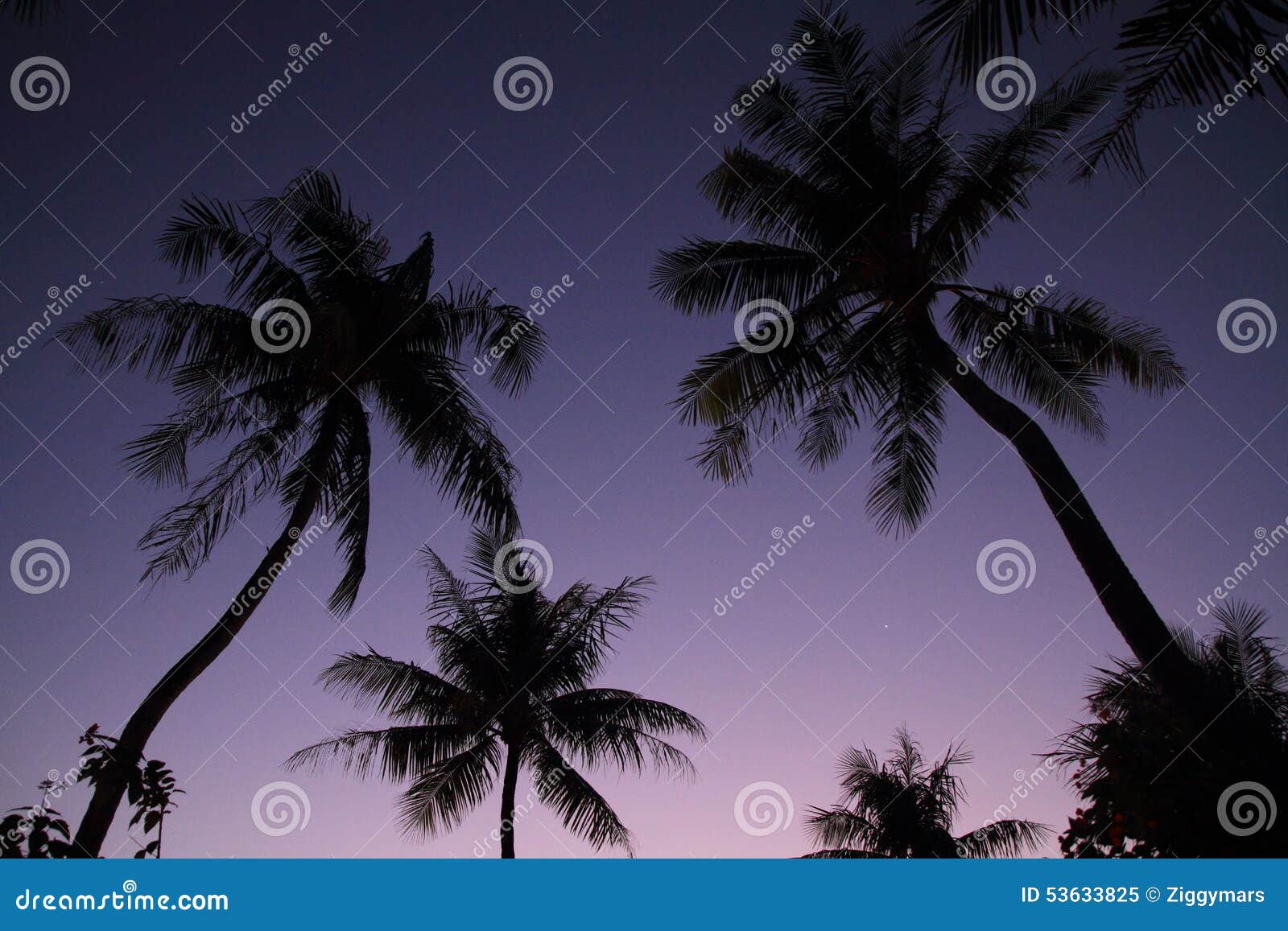 Palm Trees at Sunset in Guam Stock Image - Image of blue, tree: 53633825