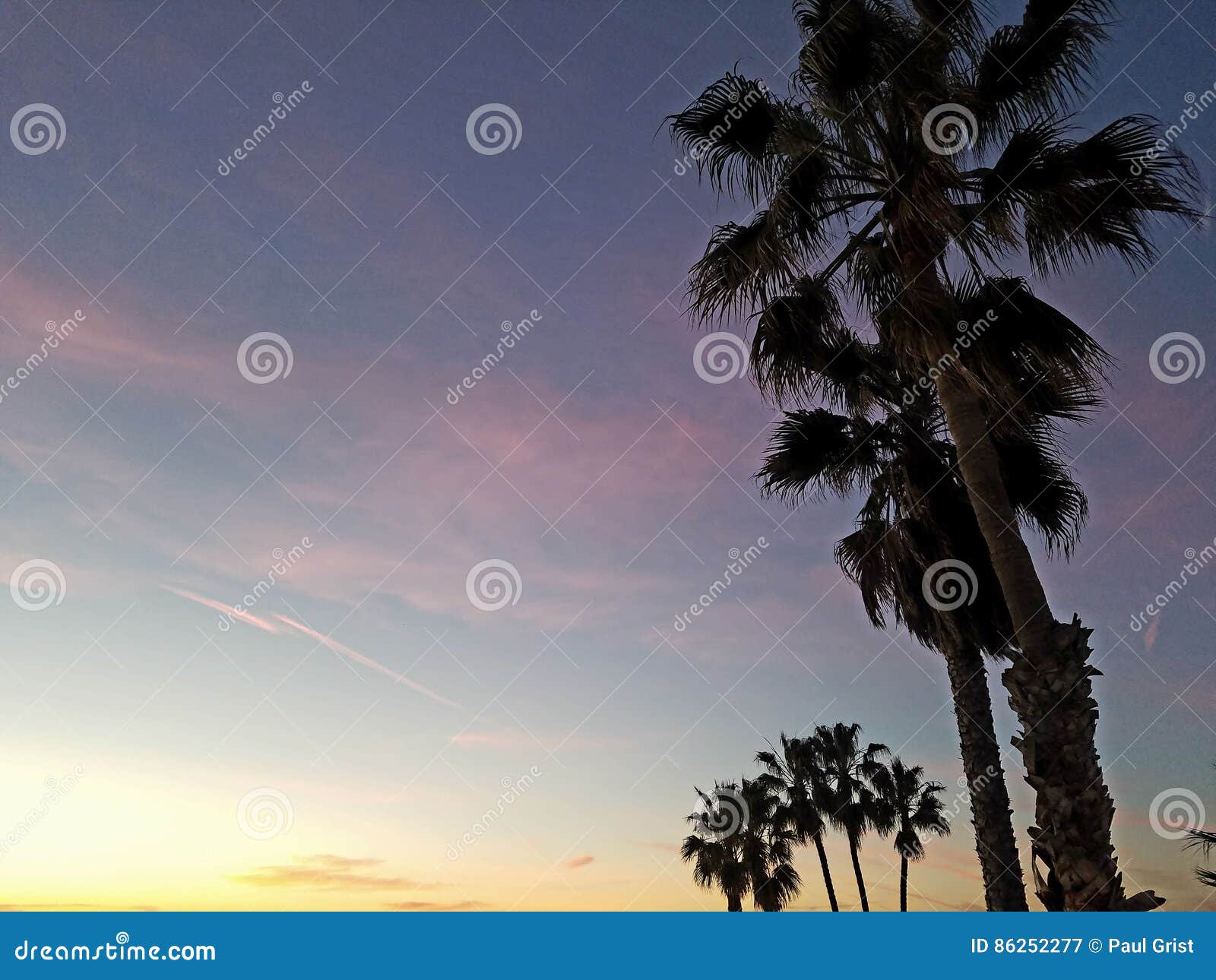 Palm Trees at Sunset Relaxation 4k Stock Image - Image of light, green ...