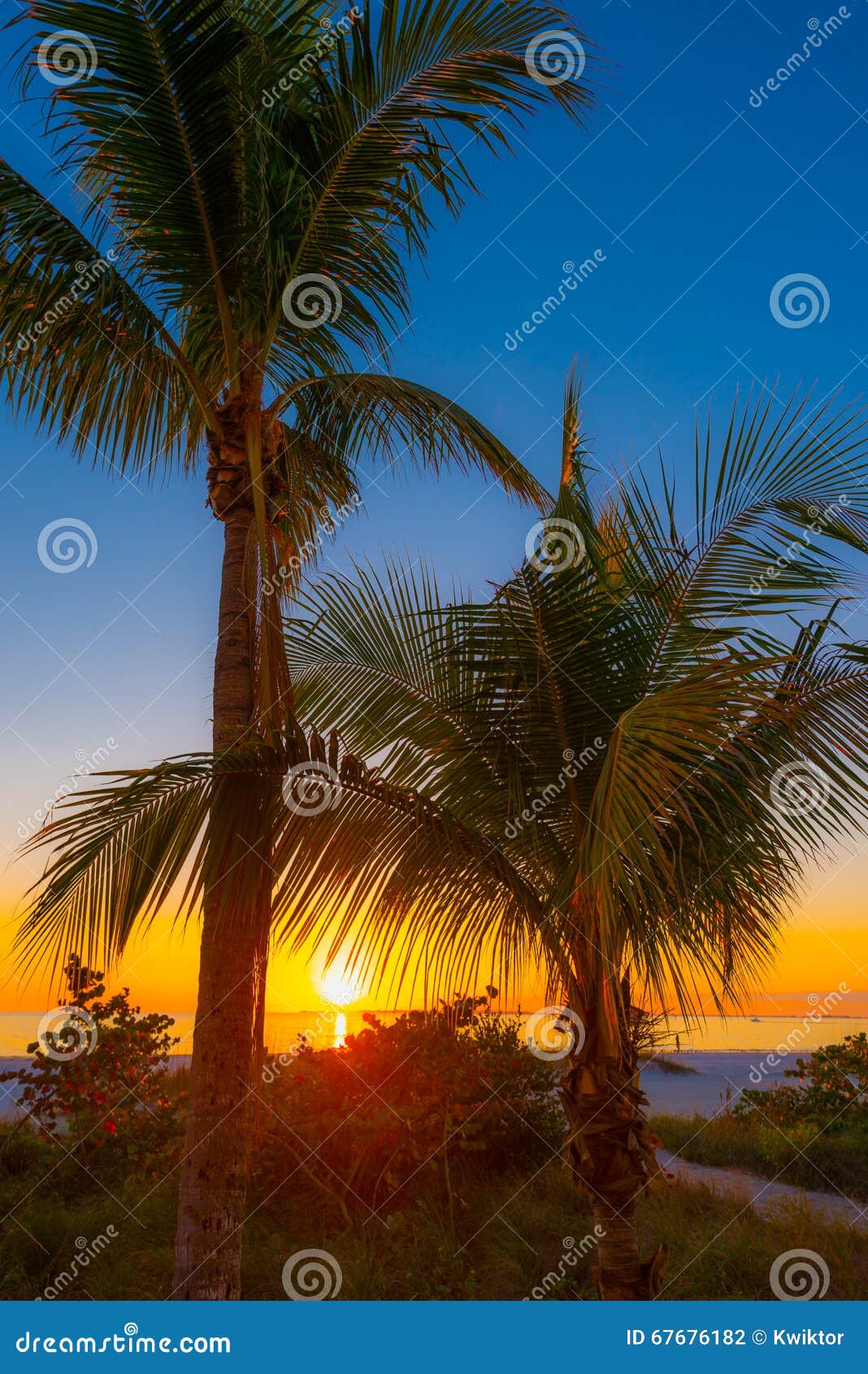 Palm Trees at Sunset stock photo. Image of palm, silhouette - 67676182