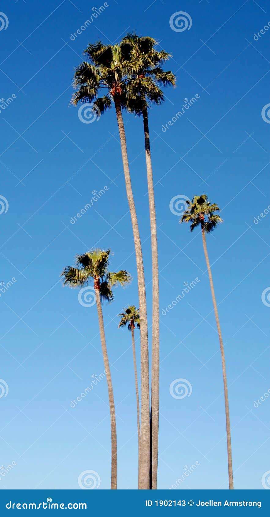 Palm Trees and Sunshine stock image. Image of branch, nature - 1902143