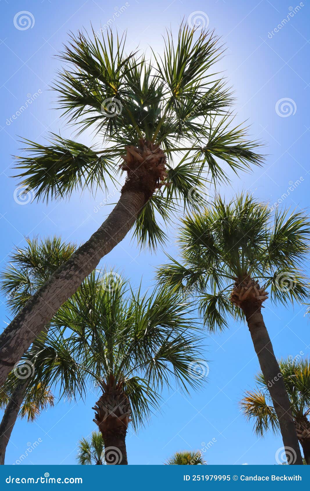 Palm Trees and Sunshine stock image. Image of sunshine - 251979995