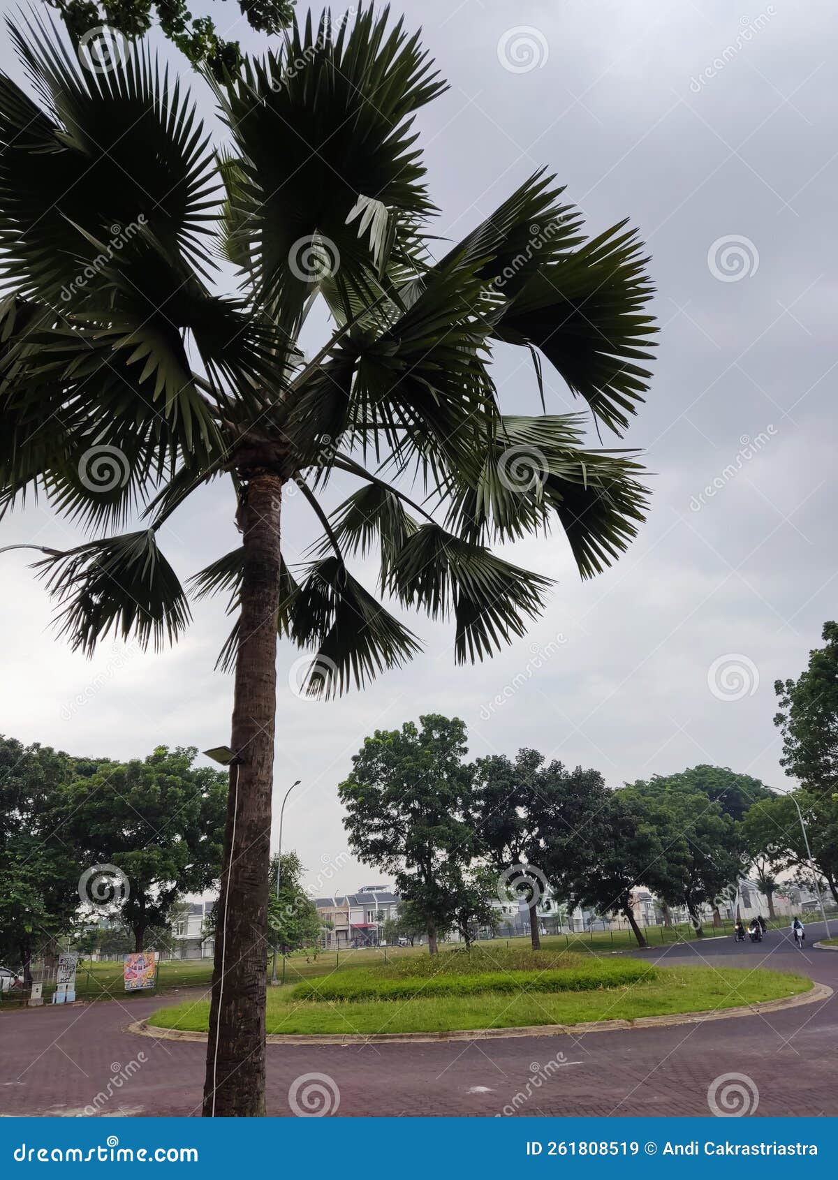 Palm Trees Taken Shoot from Close Up at the Day Stock Image - Image of ...