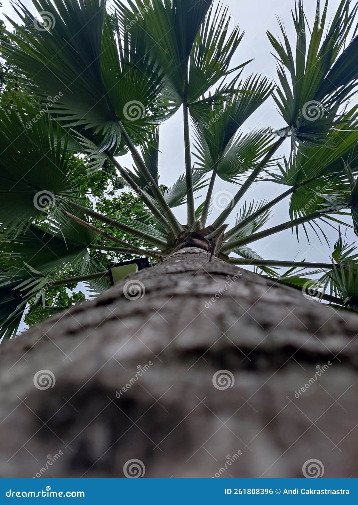 Palm Trees Taken Shoot from Under Stock Photo - Image of trees, tree ...