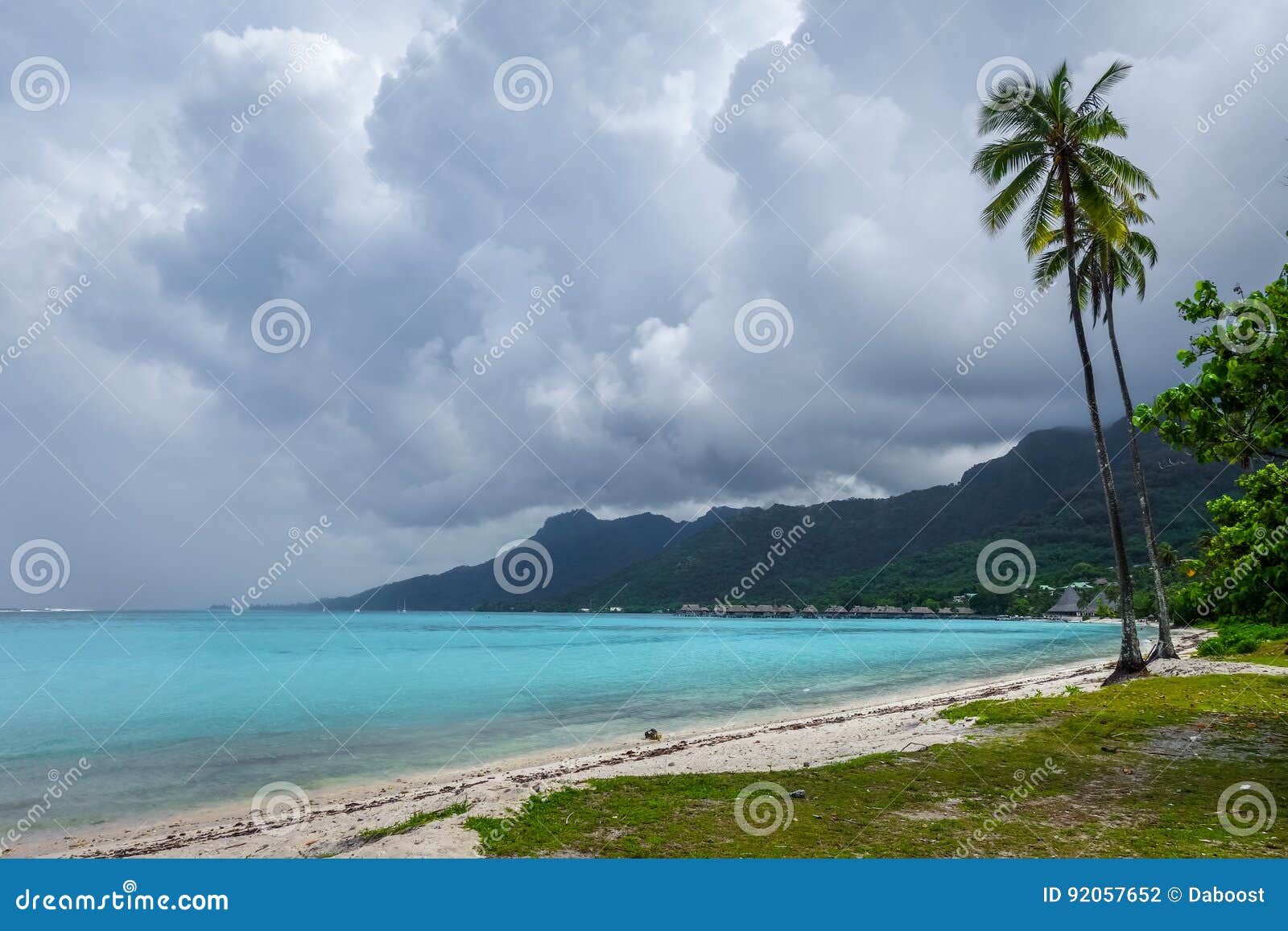Palm Trees on Temae Beach in Moorea Island Stock Photo - Image of ...