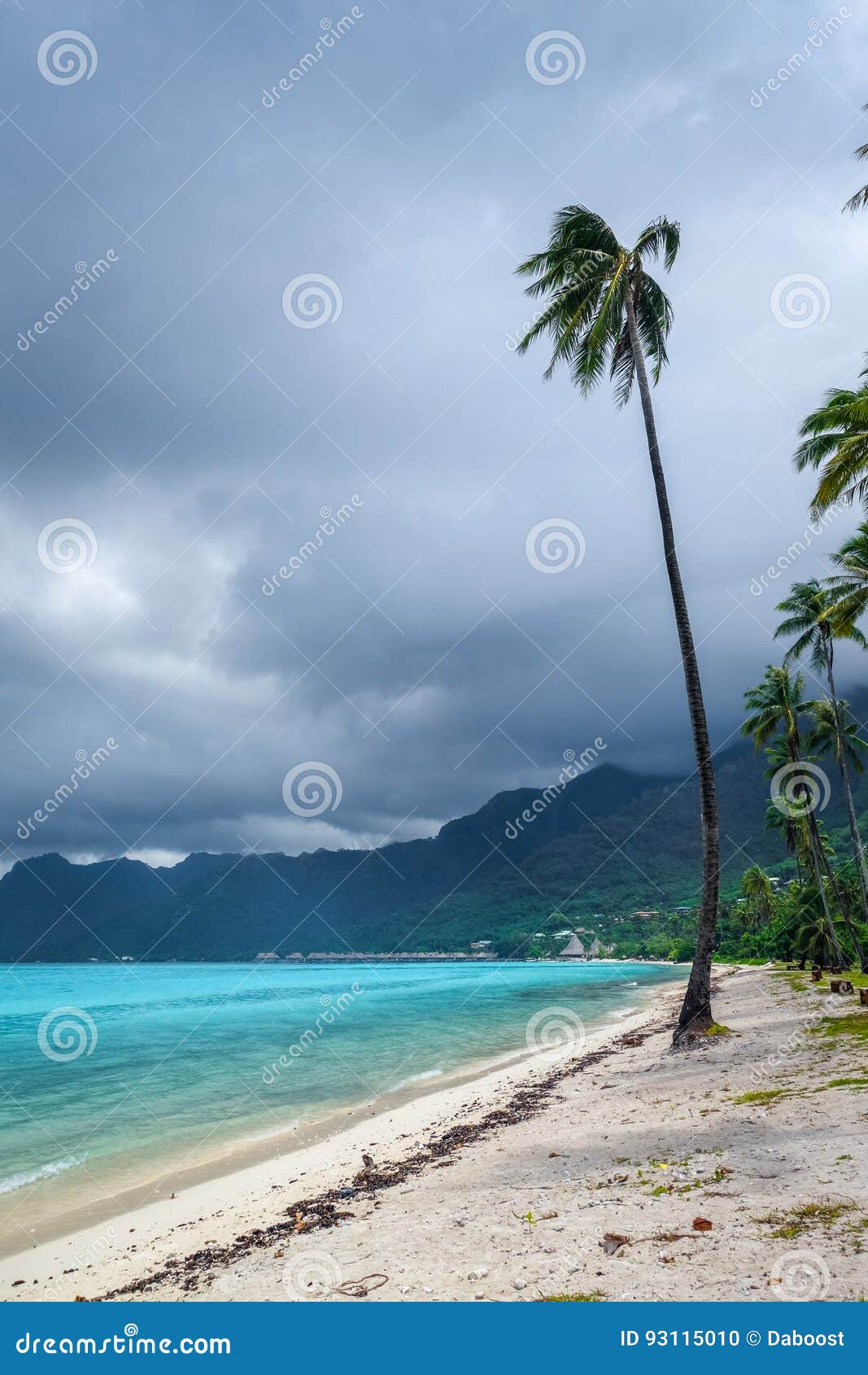 Palm Trees on Temae Beach in Moorea Island Stock Photo - Image of ...
