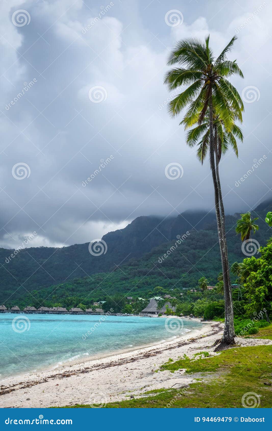 Palm Trees on Temae Beach in Moorea Island Stock Image - Image of ...