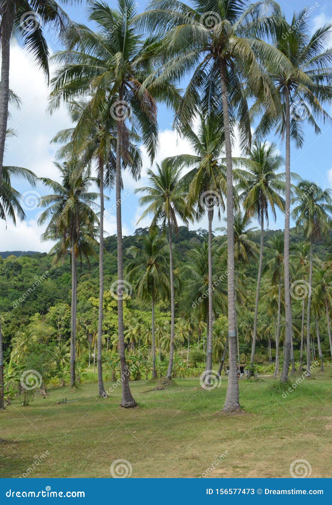The Most Beautiful Palm Trees Stock Image - Image of palm, tree: 156577473