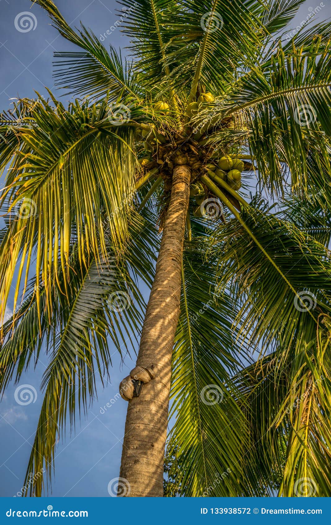 Palm Tree in Thailand Koh Phangan Stock Photo - Image of resort, island ...