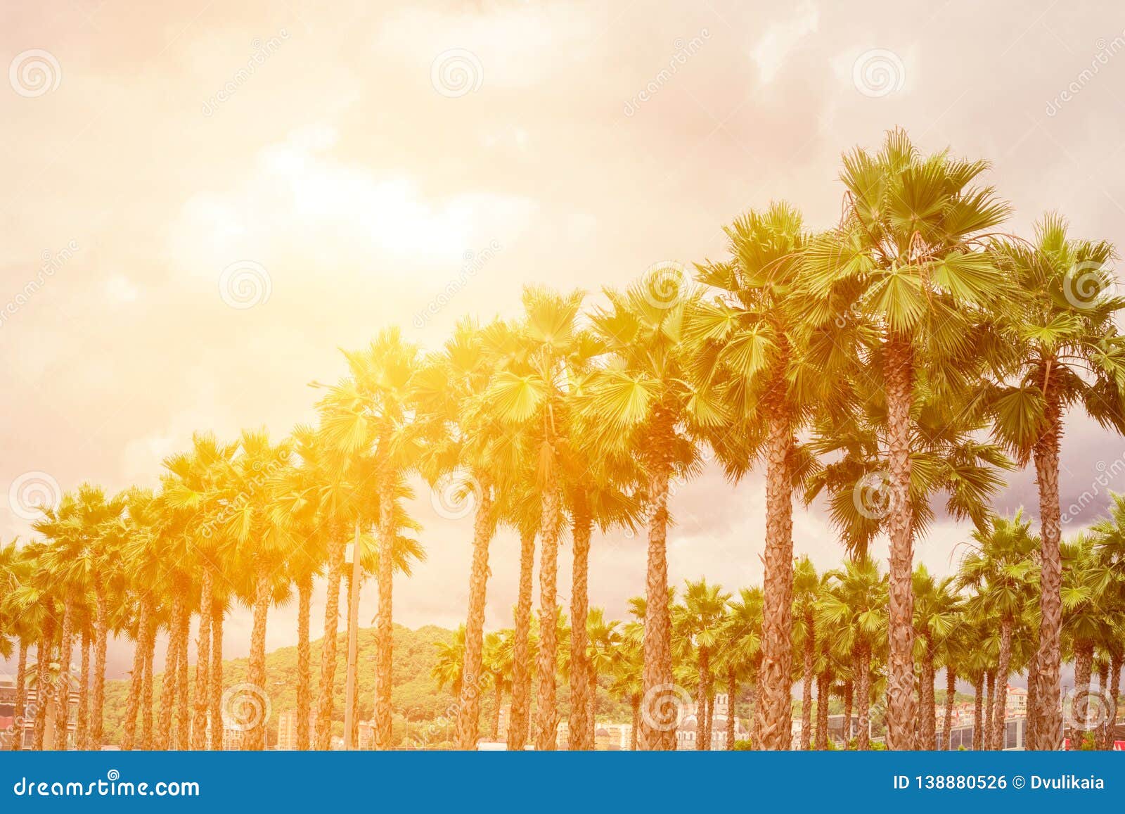 Palm Trees Toned Yellow Sunshine Backlight Stock Photo - Image of ...
