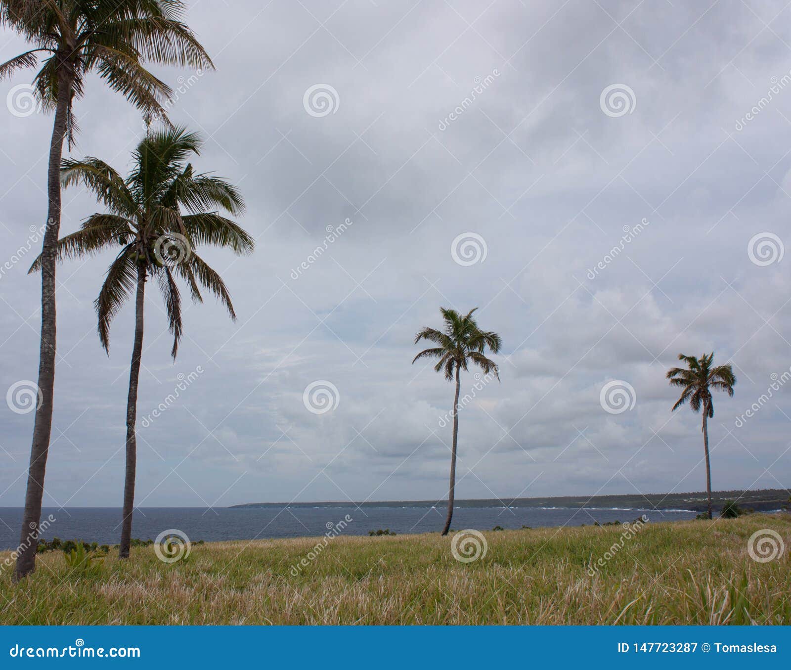 Palm trees in Tonga stock image. Image of sand, tongan - 147723287