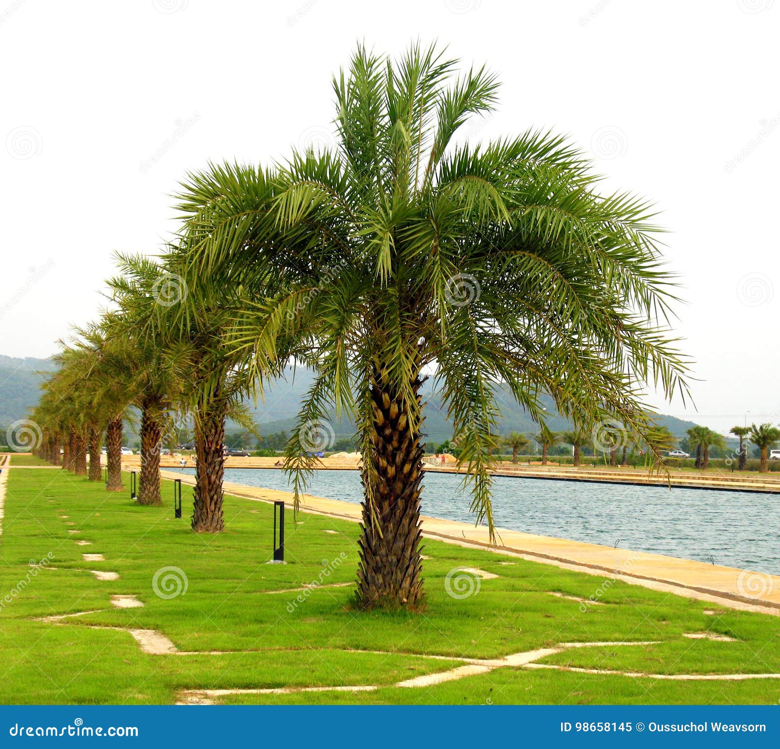 Palm trees stock image. Image of design, nature, square - 98658145