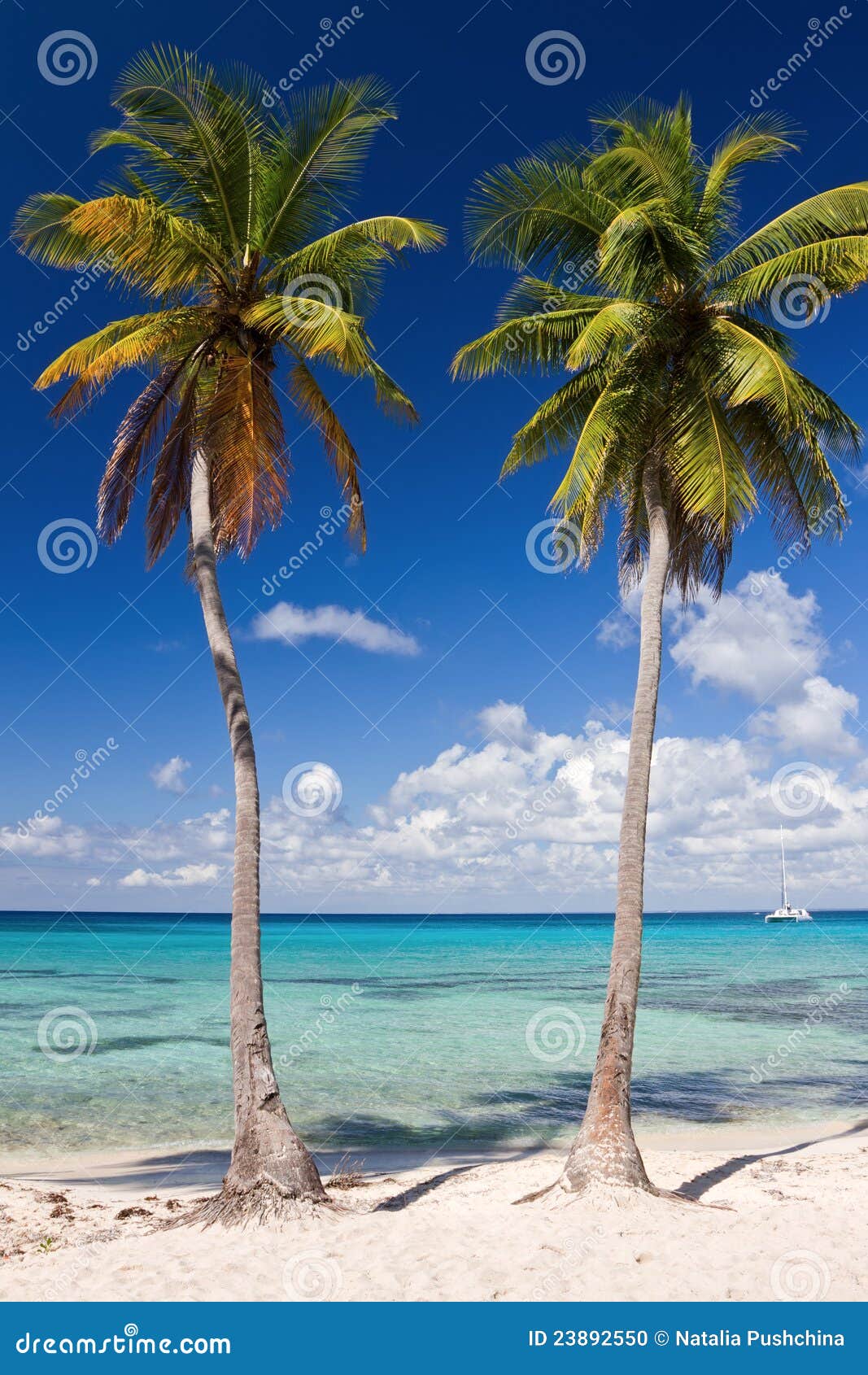 Palm Trees on the Tropical Beach, Caribbean Sea Stock Photo - Image of ...