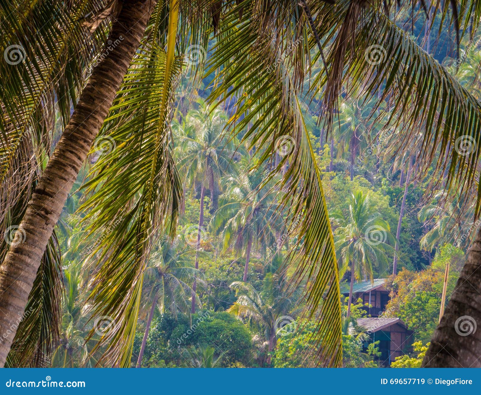 Palm trees stock image. Image of astonishing, fabulous - 69657719