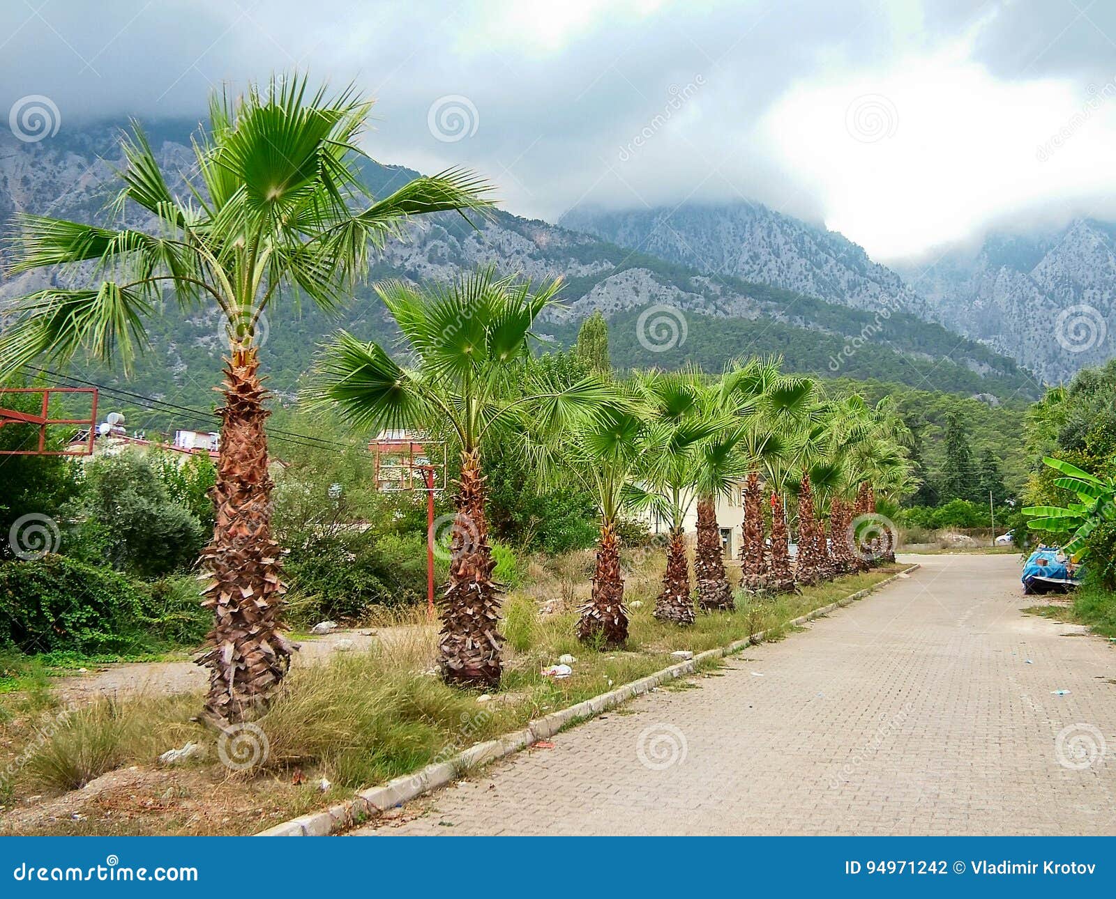 Palm trees in Turkey stock photo. Image of grass, travel - 94971242