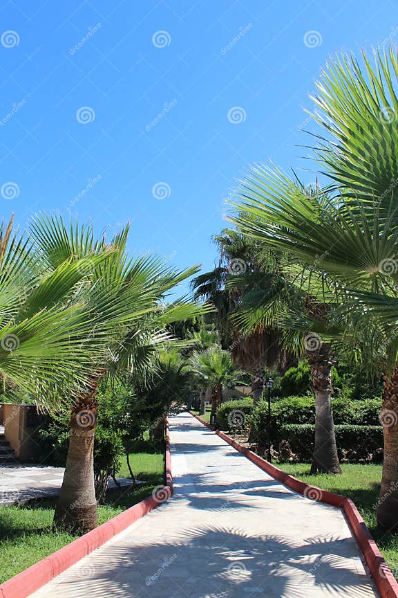 Palm trees in Turkey stock photo. Image of traveling - 31322762