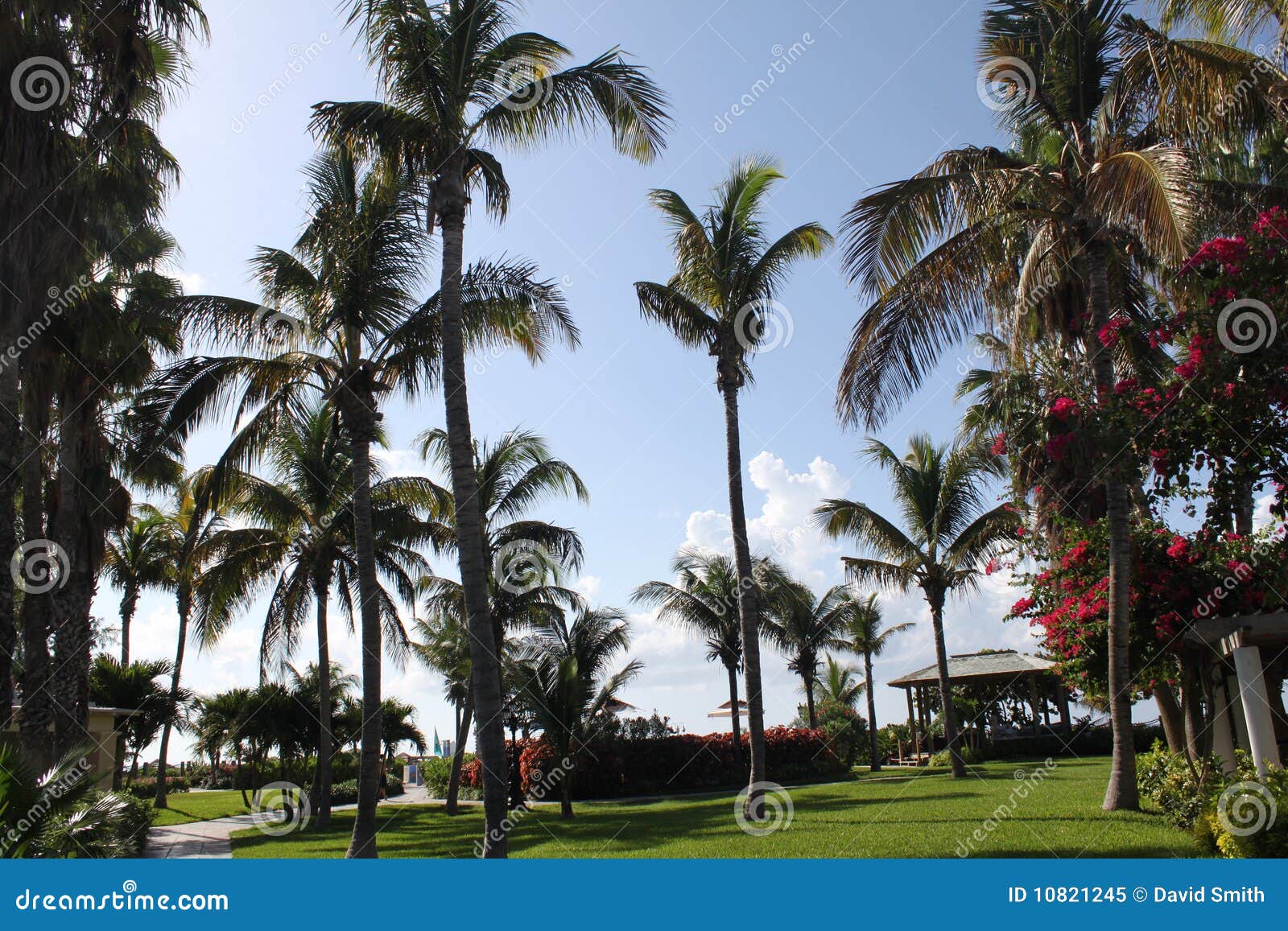 Palm Trees Turks and Caicos Stock Image - Image of island, tropical ...