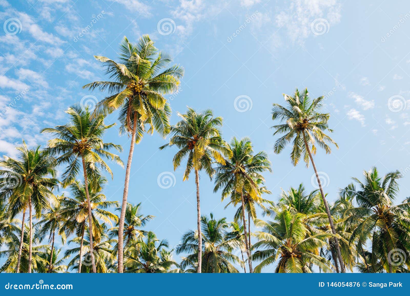 Palm Trees Under Blue Sky in Palolem Beach, Goa, India Stock Photo ...