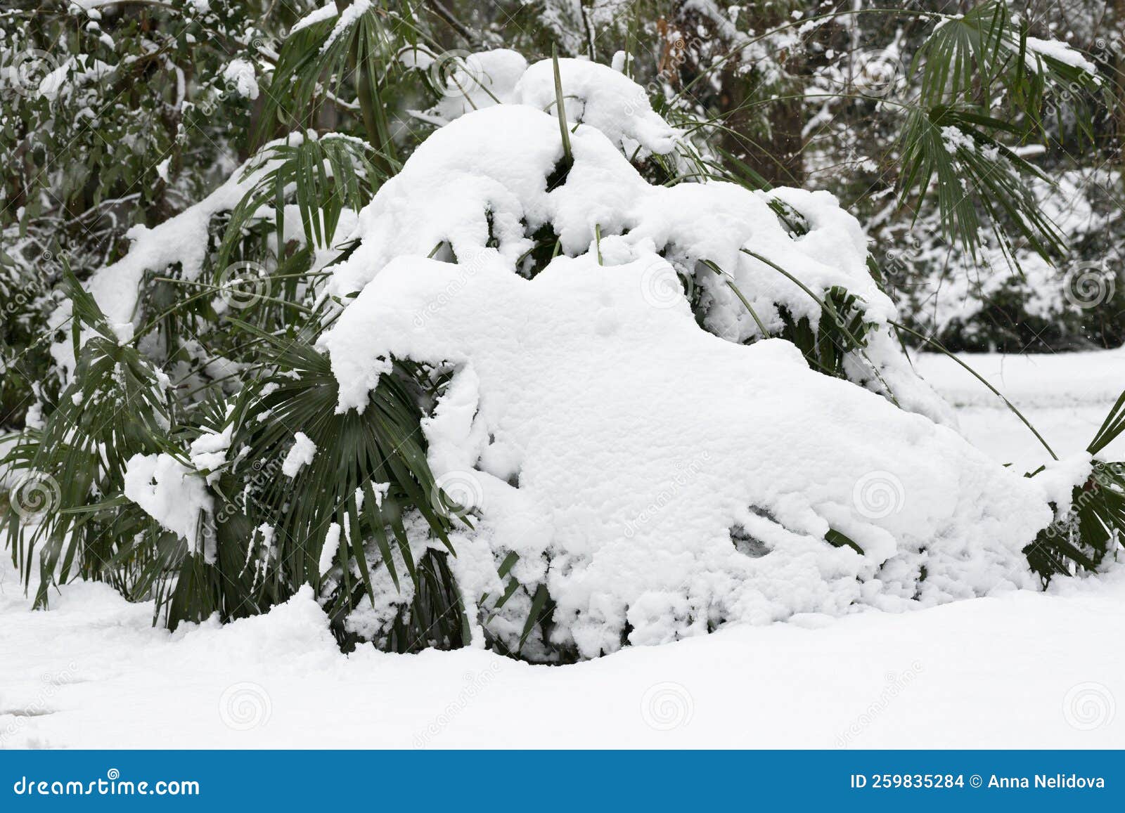 Palm Trees Under Snow in Unusually Cold Weather Stock Photo - Image of ...