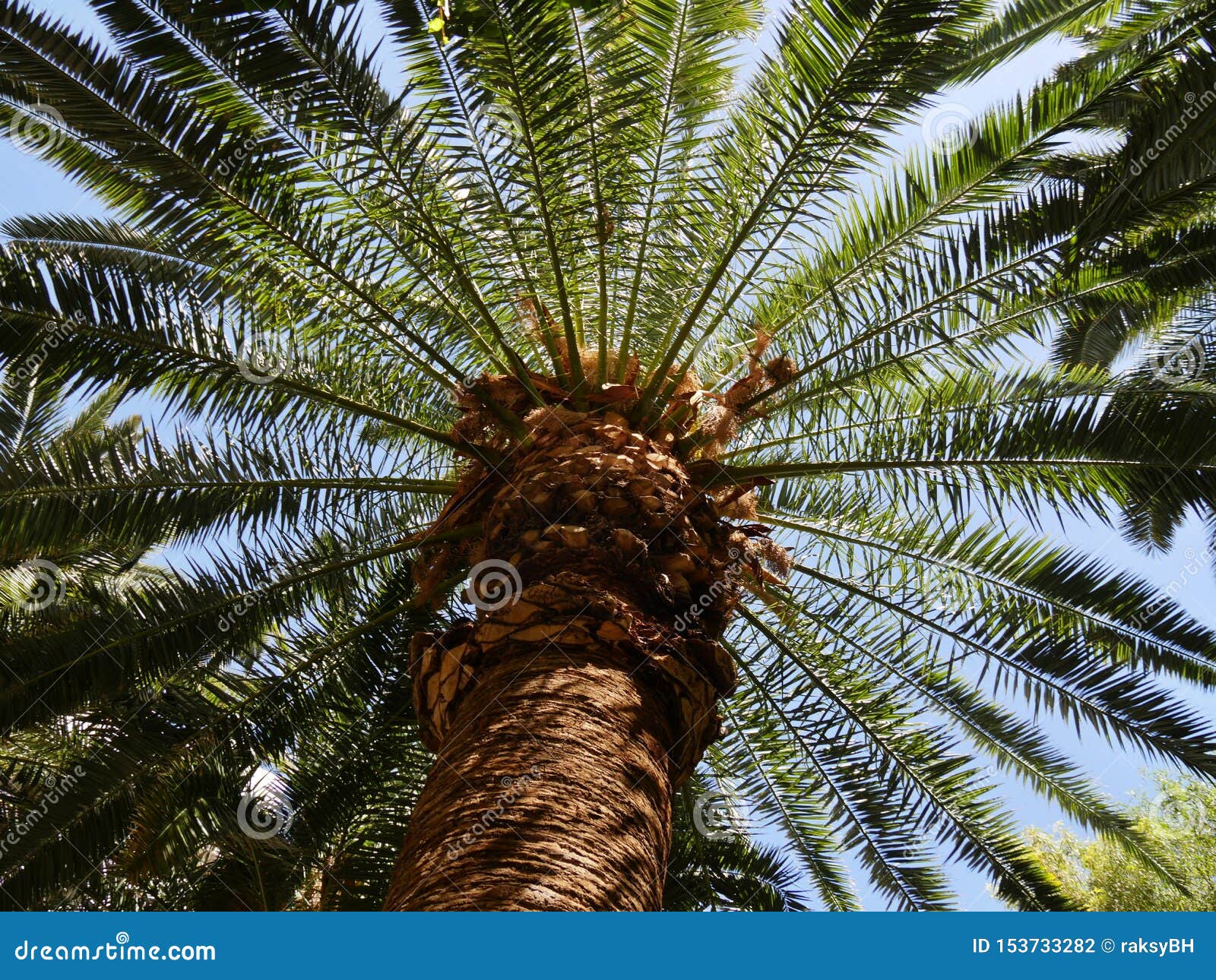 Palm trees, upward shots stock photo. Image of paradise - 153733282