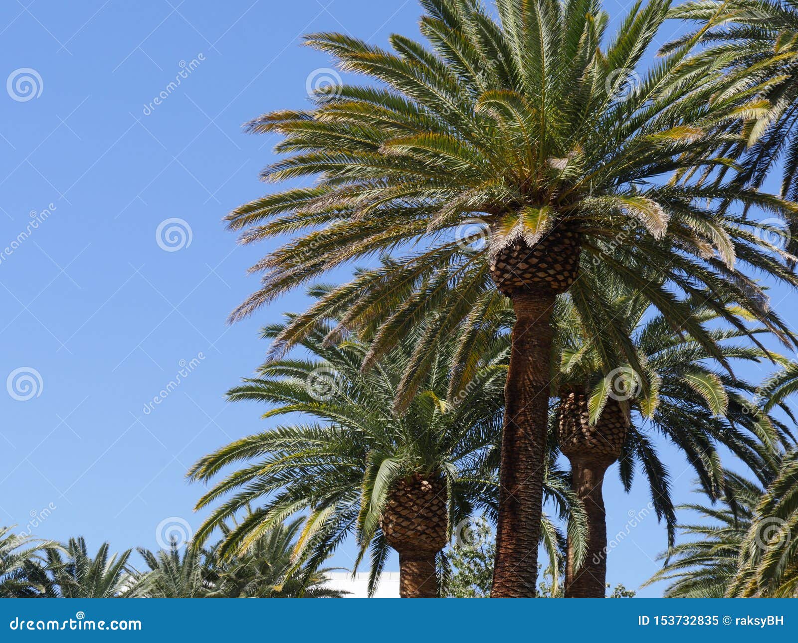 Palm trees, upward shots stock image. Image of leaf - 153732835