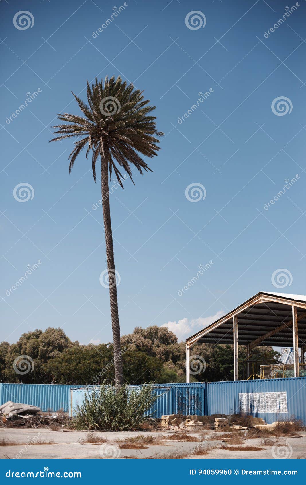 Palm Trees in an Urban Setting Stock Photo - Image of interesting, tree ...