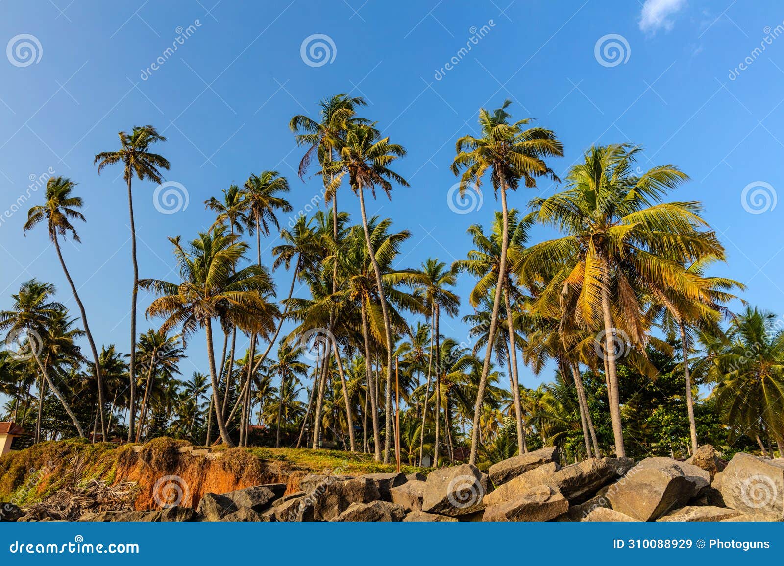 Palm Trees in Varkala, Kerala, India Stock Image - Image of varkala ...