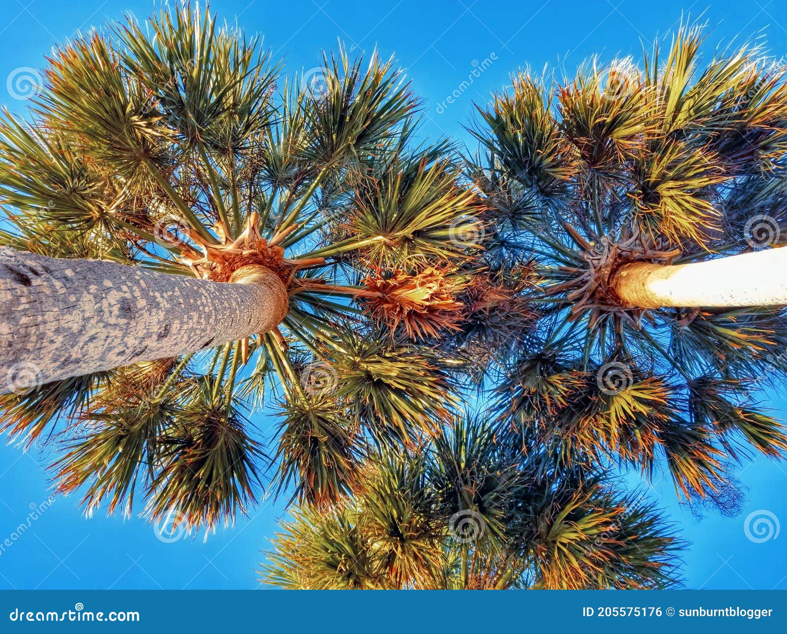 Palm trees view from below stock photo. Image of spruce - 205575176