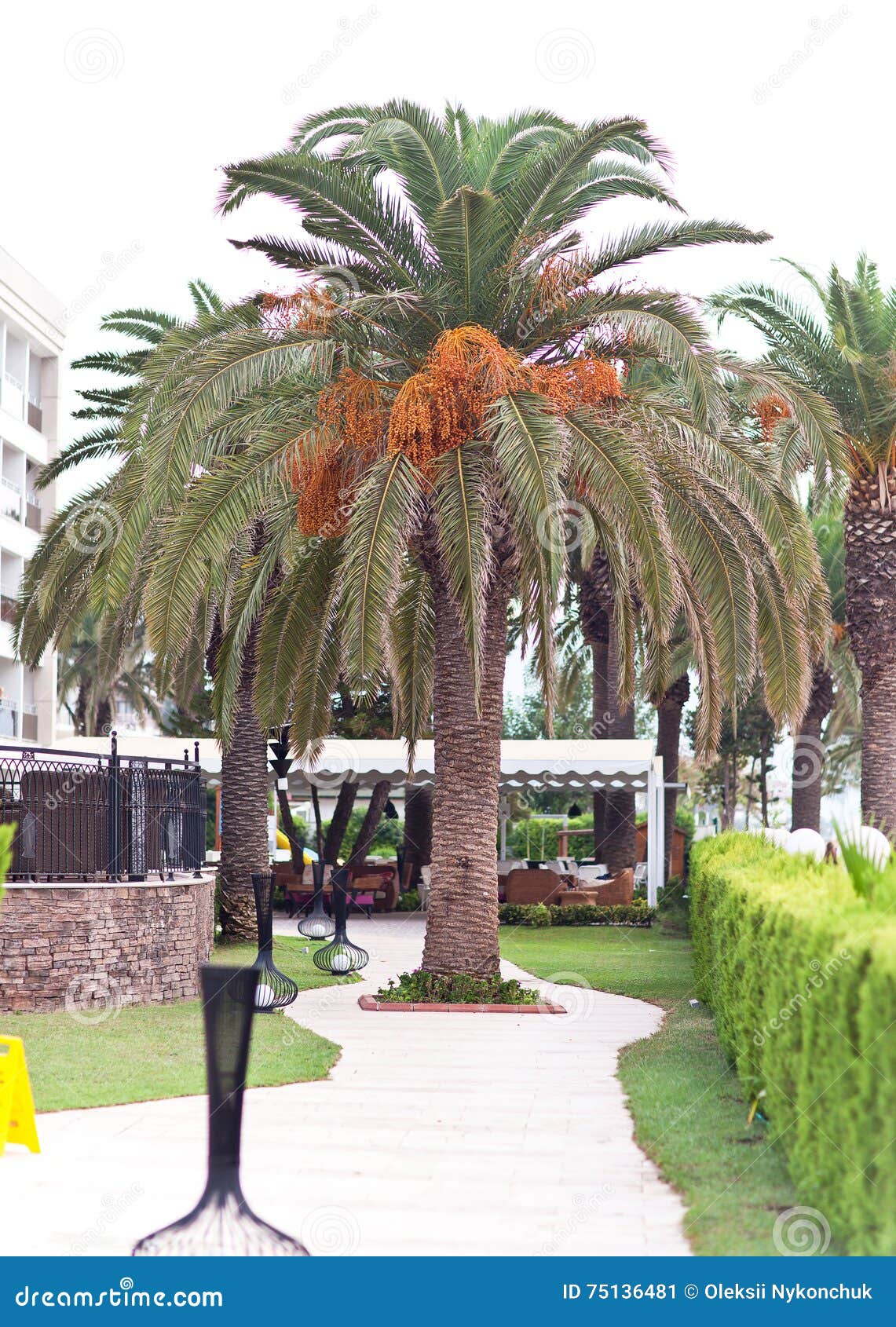 Palm Trees. Walking Path on Territory Hotel Stock Image - Image of ...