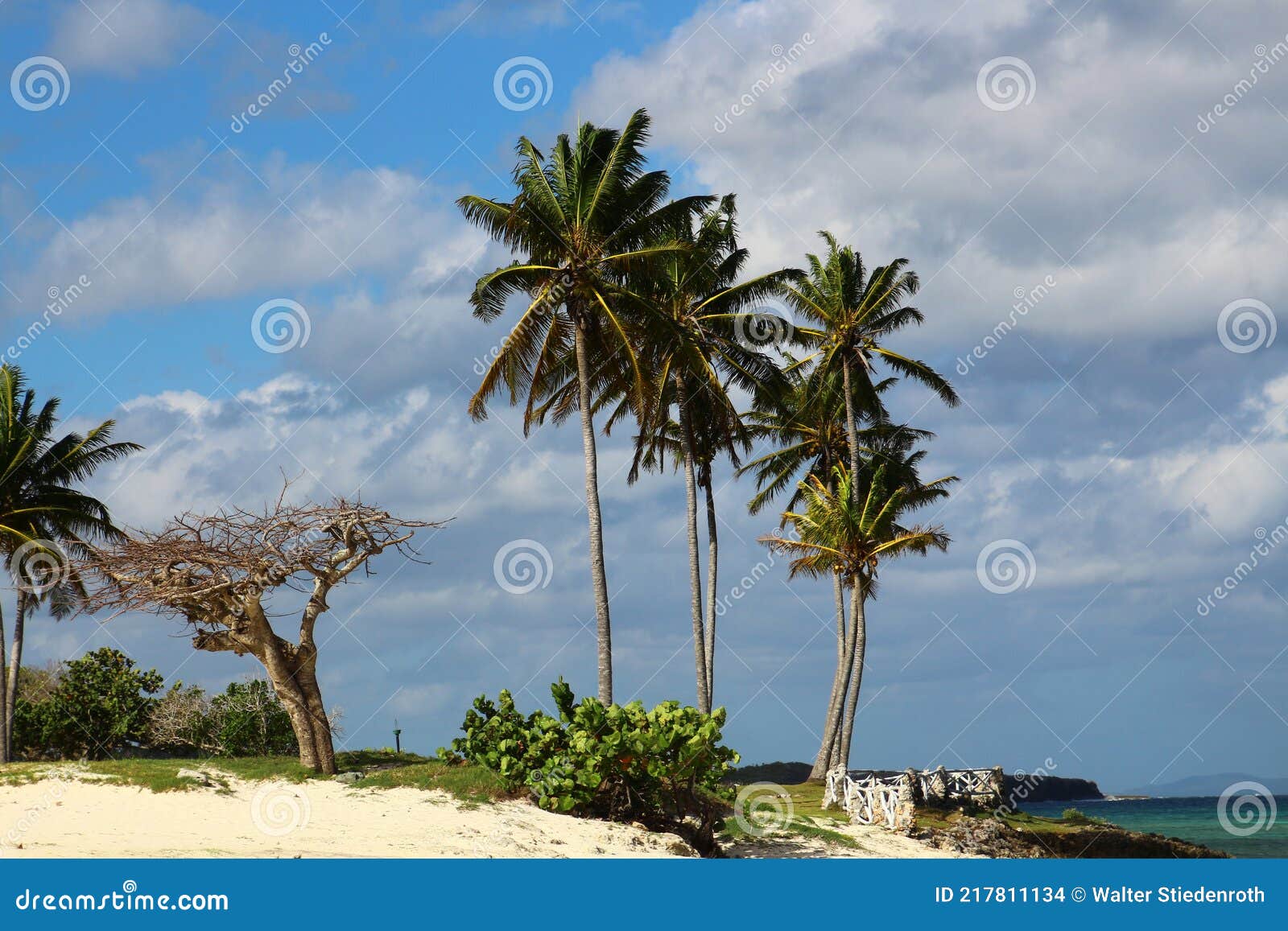 Palm Trees on the Beach in Cuba Stock Photo - Image of landscape ...