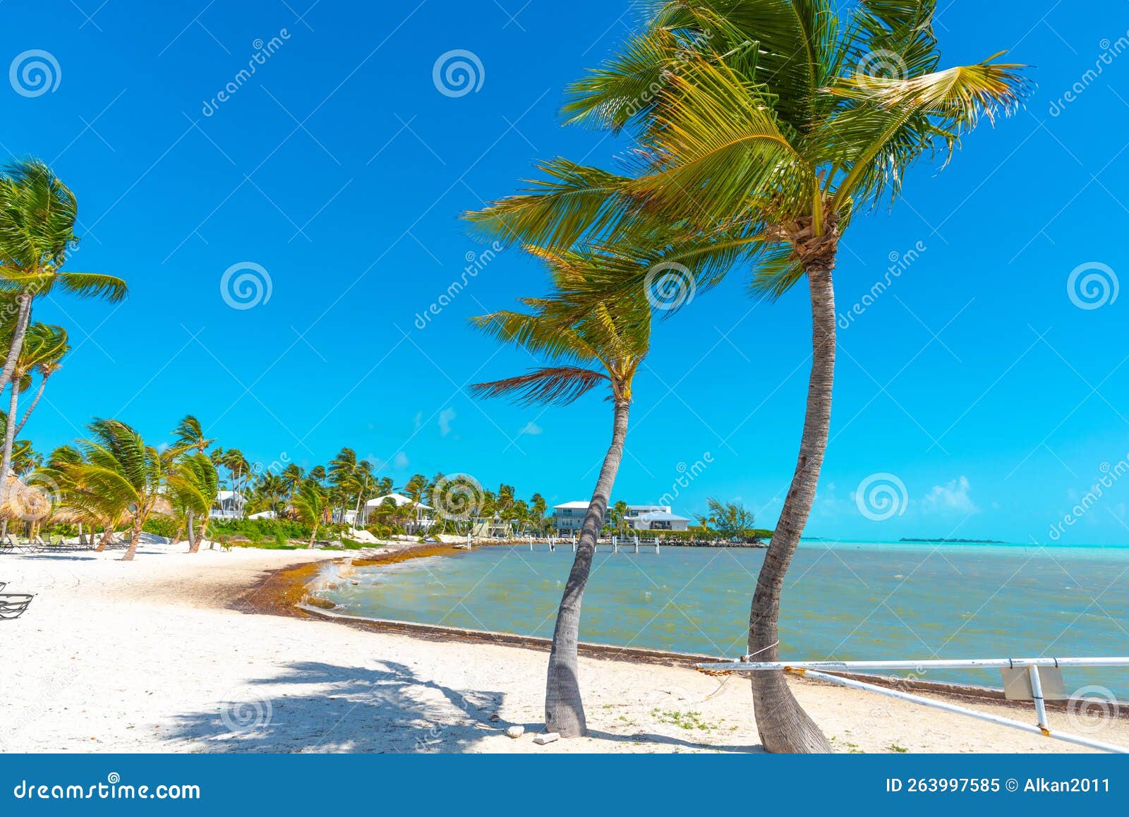 Palm Trees and White Sand in Florida Keys Stock Image - Image of blue ...