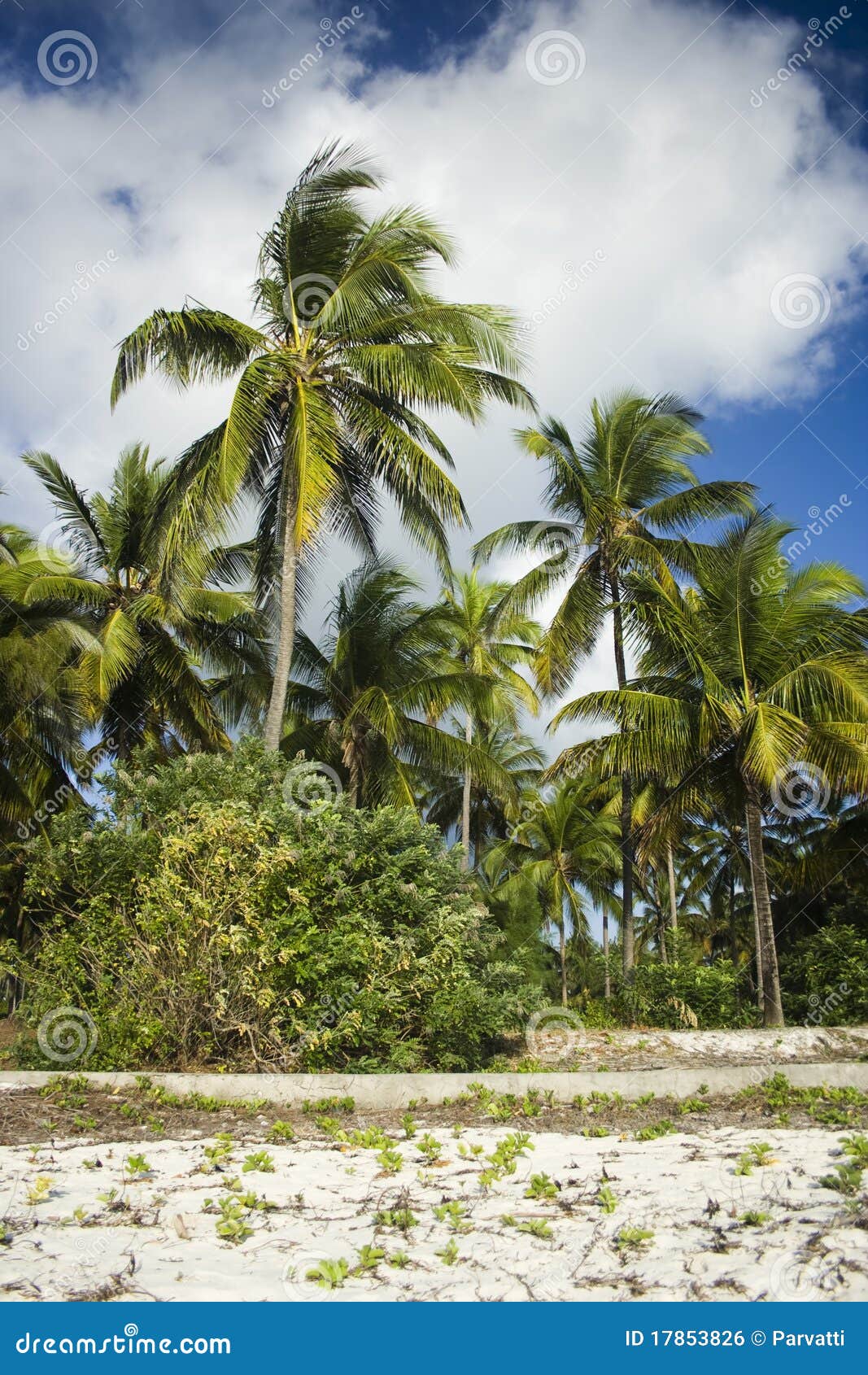 Palm Trees on Zanzibar Island Stock Photo - Image of sand, tropical ...