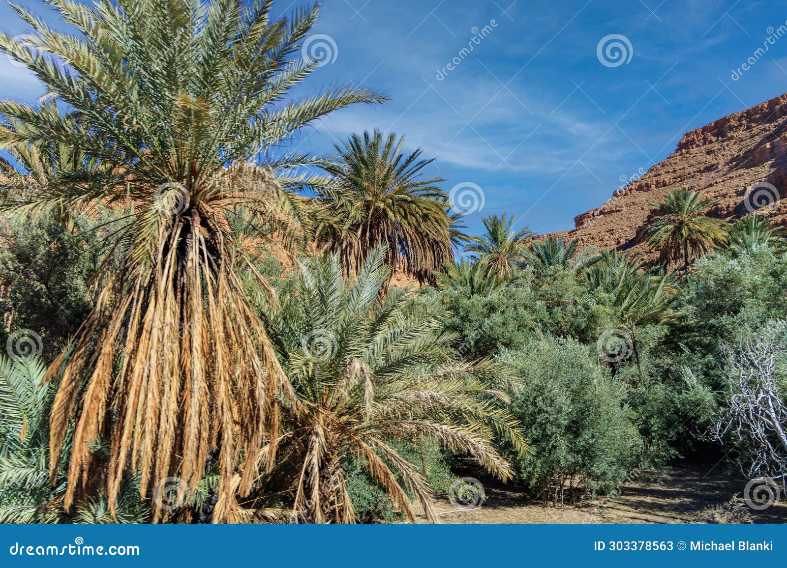 Palm Trees in Ziz Oasis, Er Rachidia, Morocco. Stock Image - Image of ...