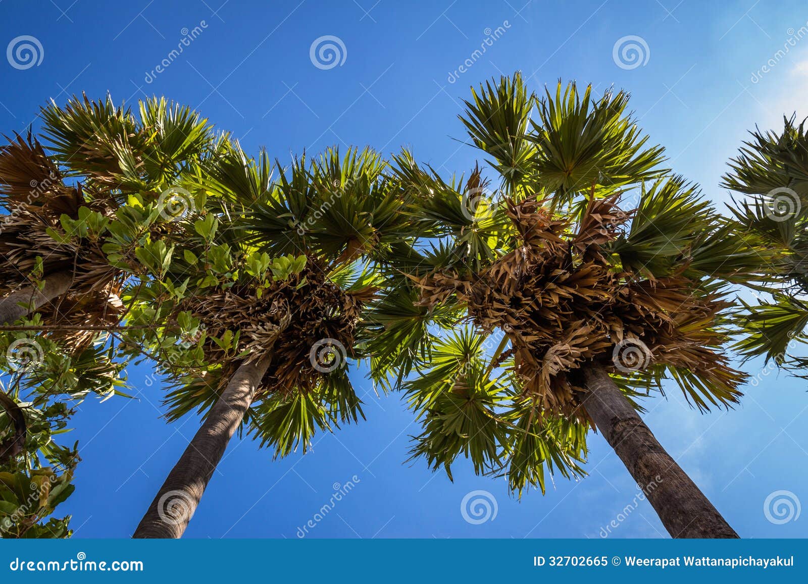 Palm treetop stock image. Image of agriculture, outdoor - 32702665