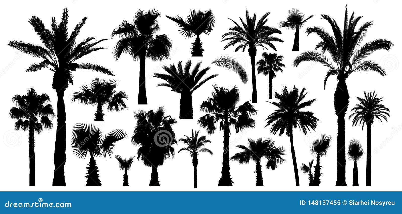 Palm Tropical Trees Silhouette. Isolated on White Background Stock ...