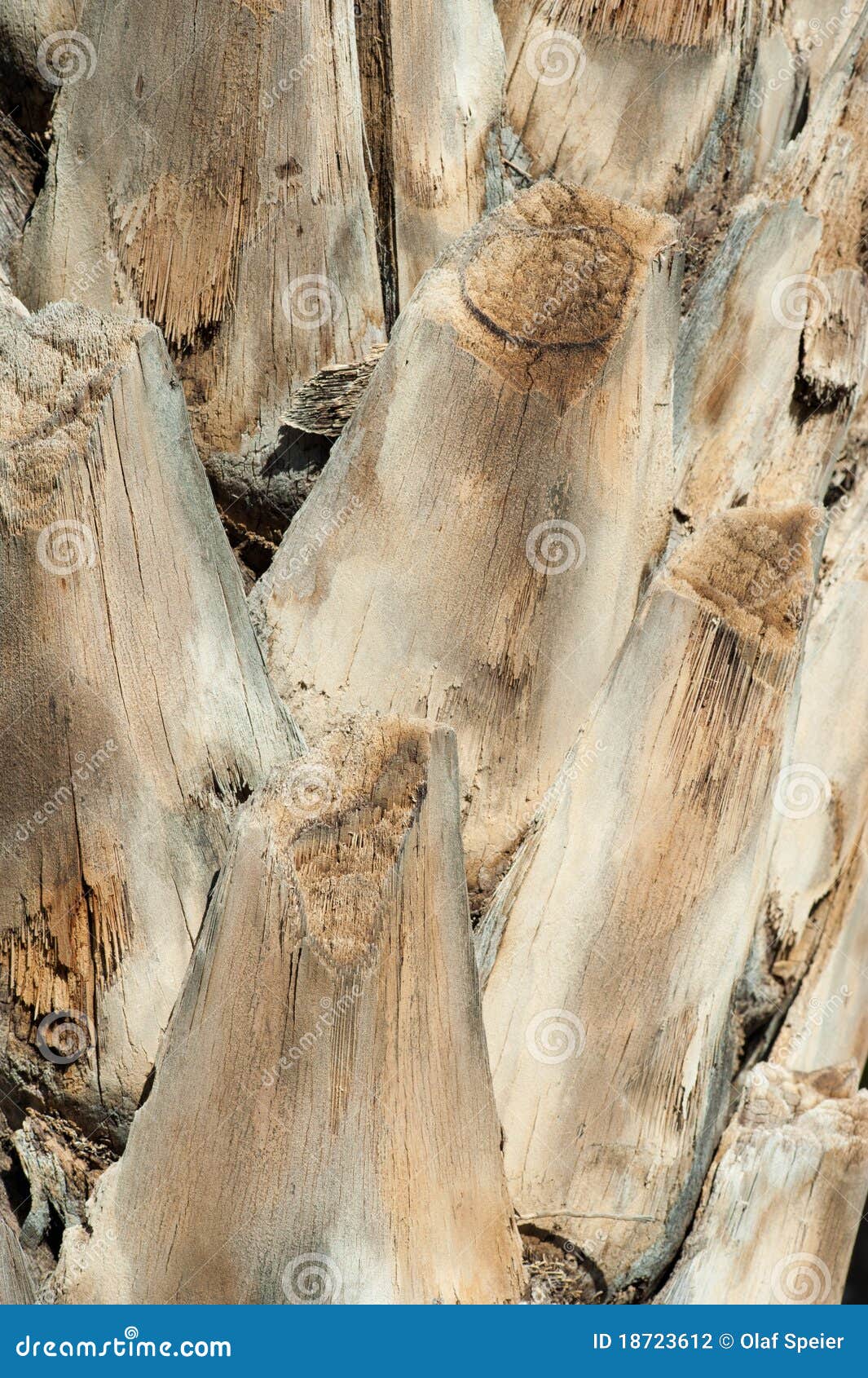 Palm trunk stock photo. Image of ruggedness, coarse, tree - 18723612