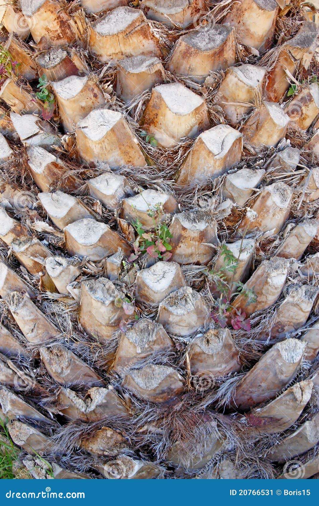 Palm trunk stock image. Image of nature, flora, palm - 20766531