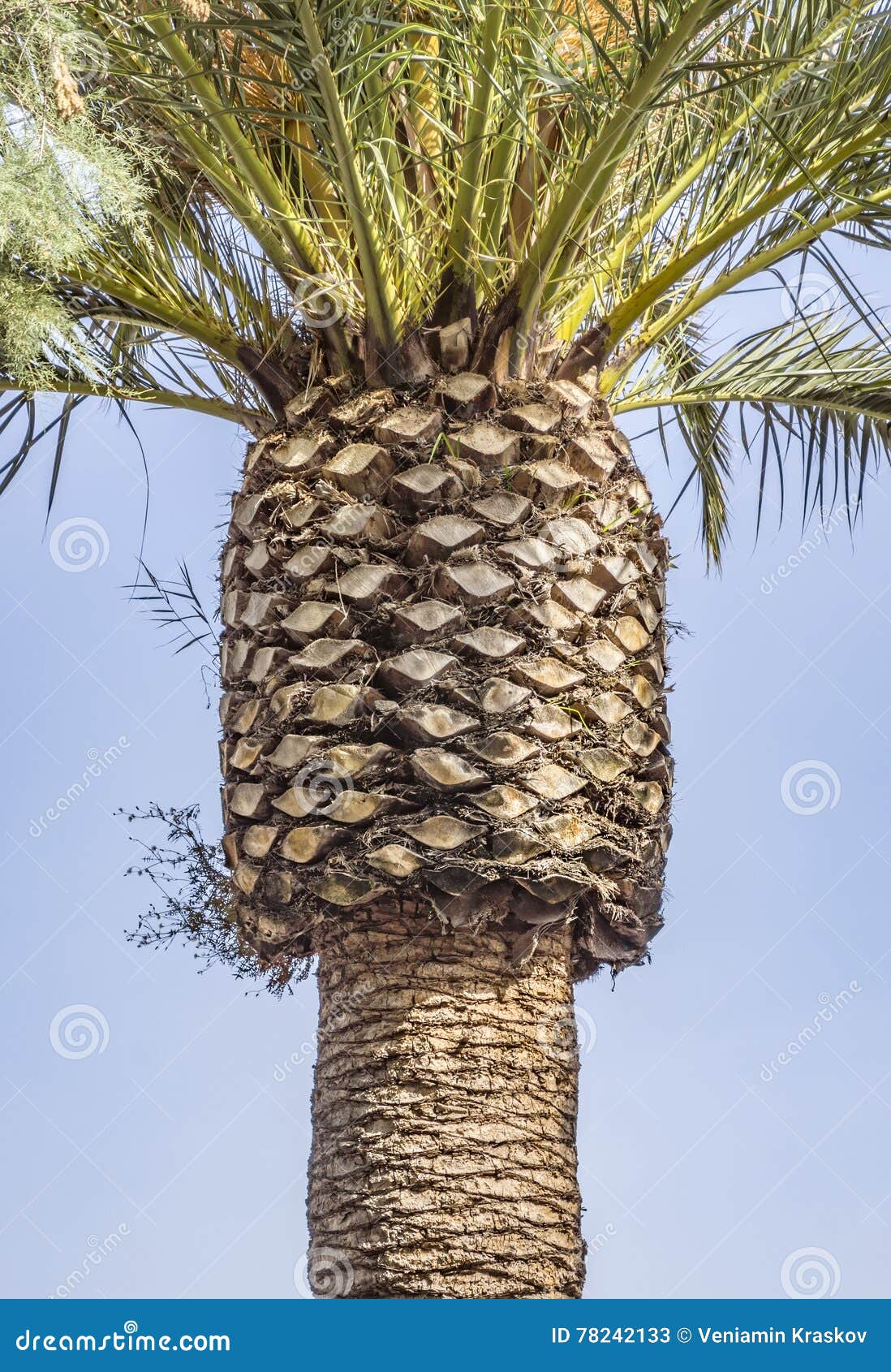 Palm trunk closeup stock image. Image of culture, nature - 78242133