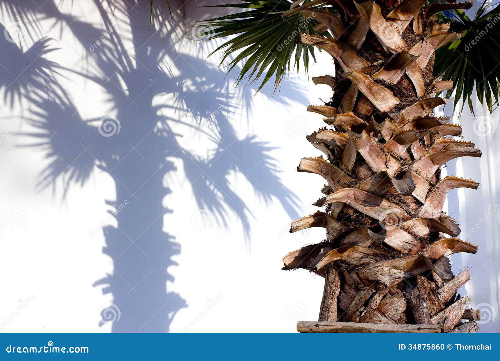 Palm trunk stock photo. Image of close, botanical, palmae - 34875860