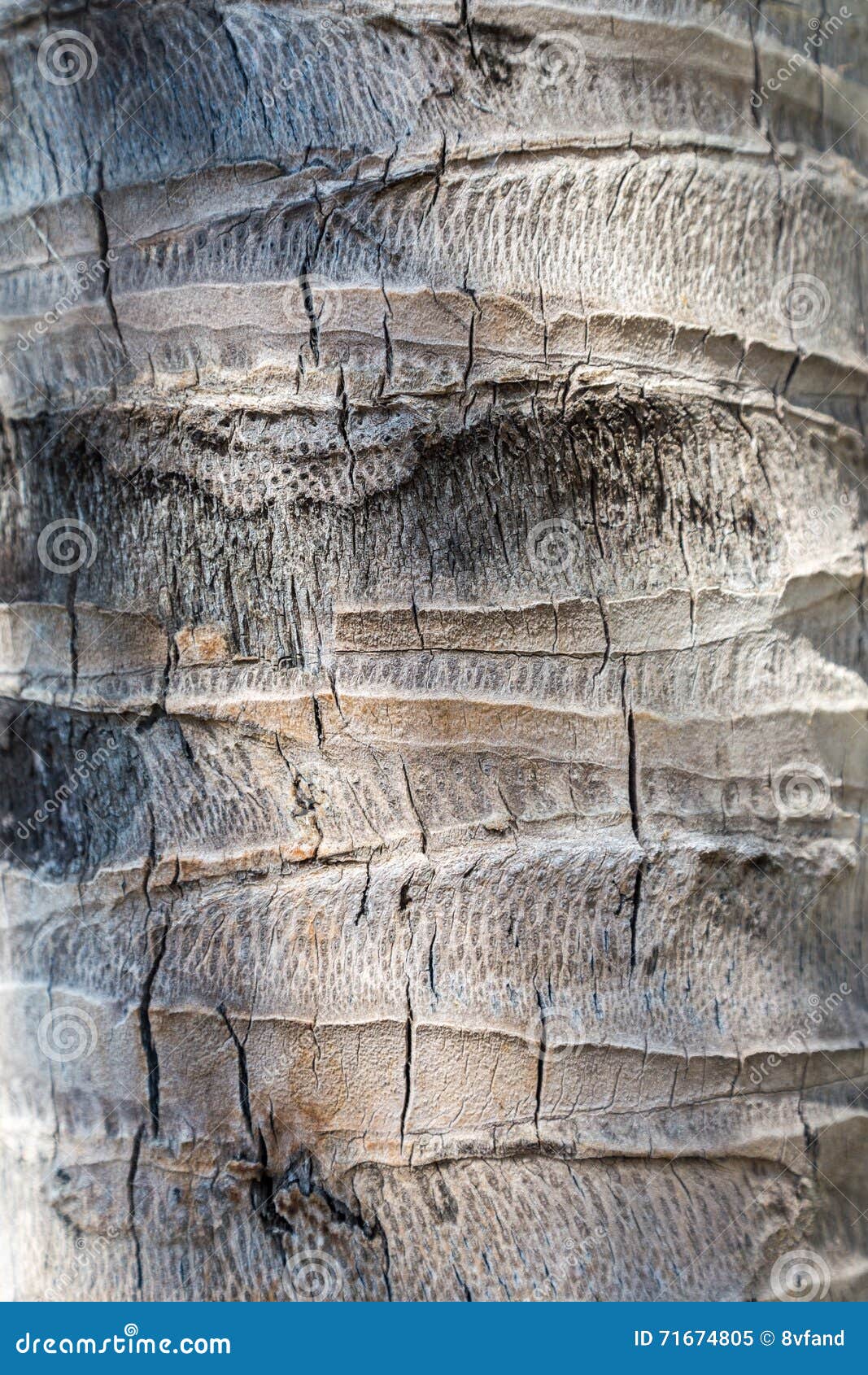 Trunk Texture Background Wallpaper. Tree Stem Texture. Stem Pattern ...
