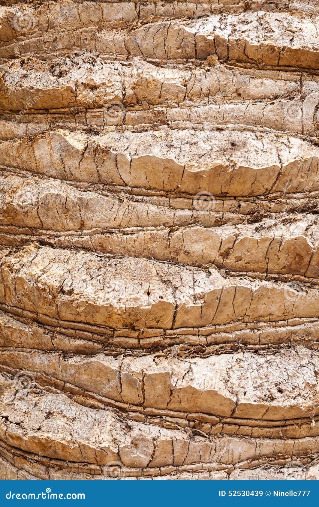 Palm trunk texture stock image. Image of abstract, bark - 52530439
