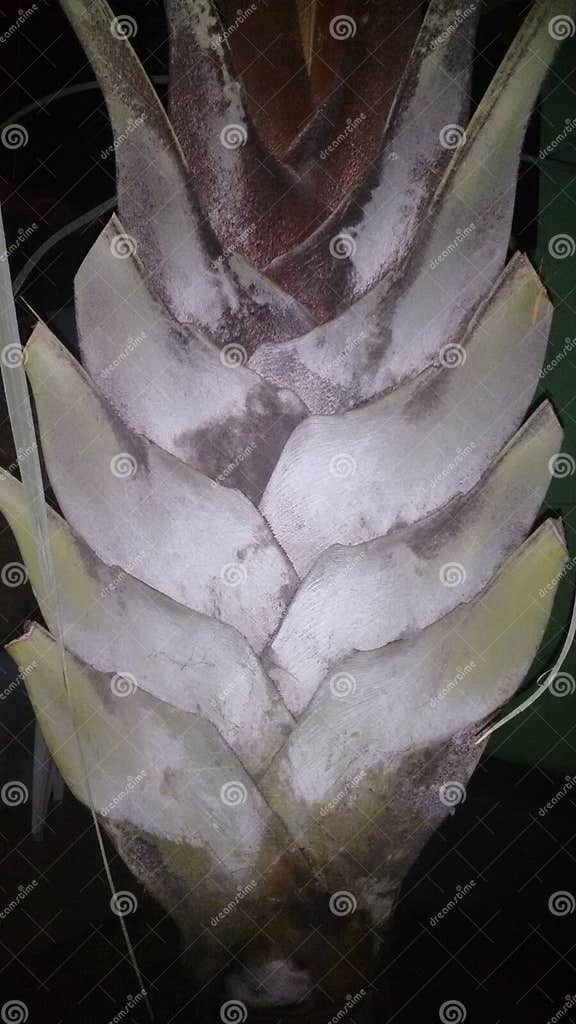 Palm stock image. Image of triangle, plant, trunk, nature - 95321471